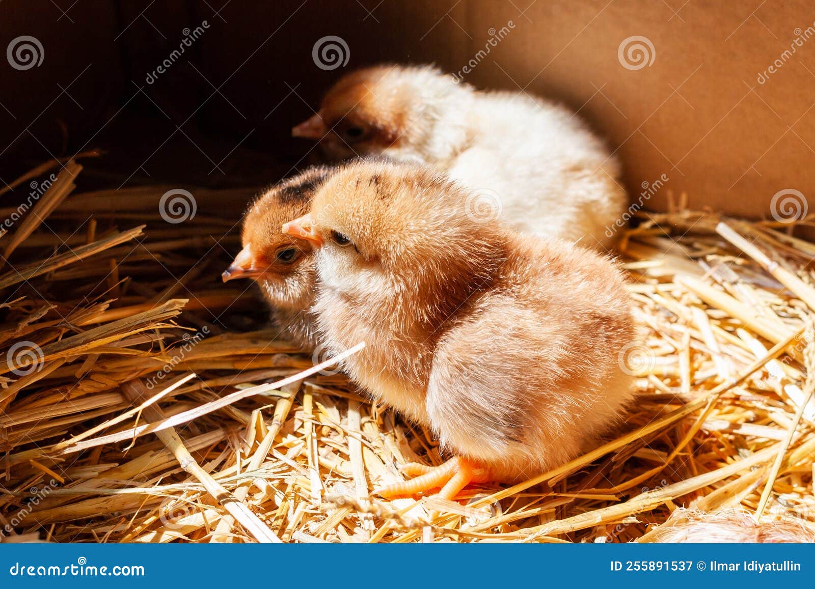 Three Fluffy Chickens. Newly Hatched Chicks. Newborn Chickens Stock ...
