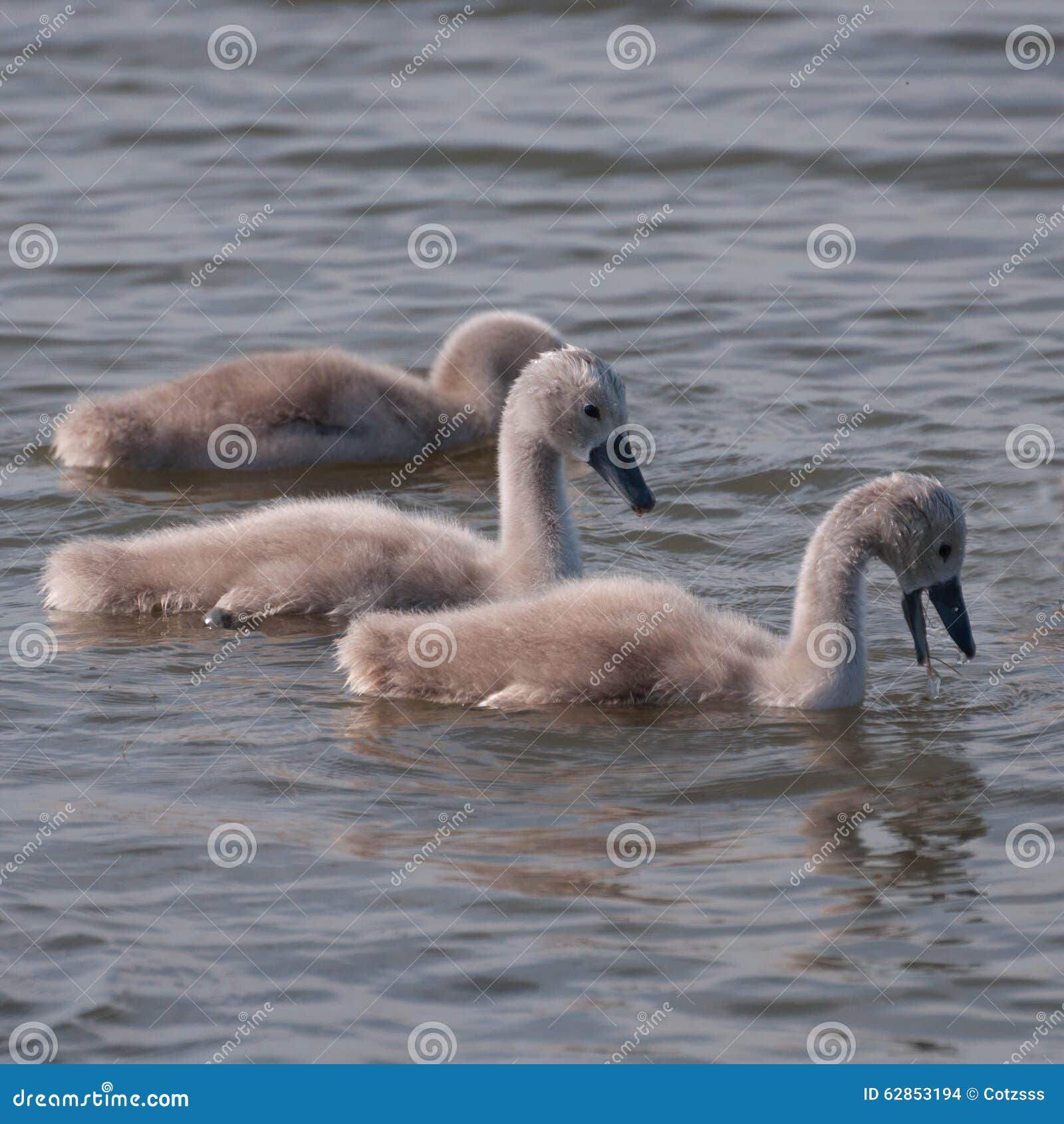 Three Fluffy Swan Chicks on a Lake Stock Photo - Image of protective ...