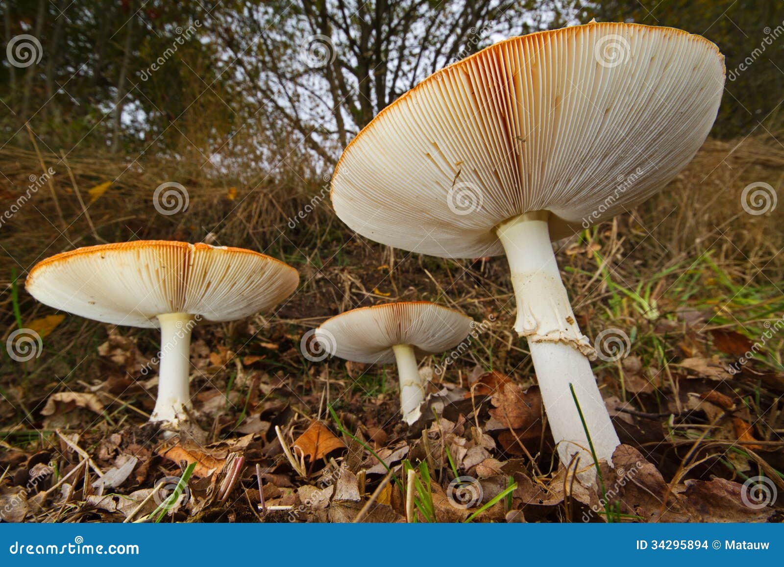 Three Fly agaric mushrooms stock photo. Image of agaric - 34295894