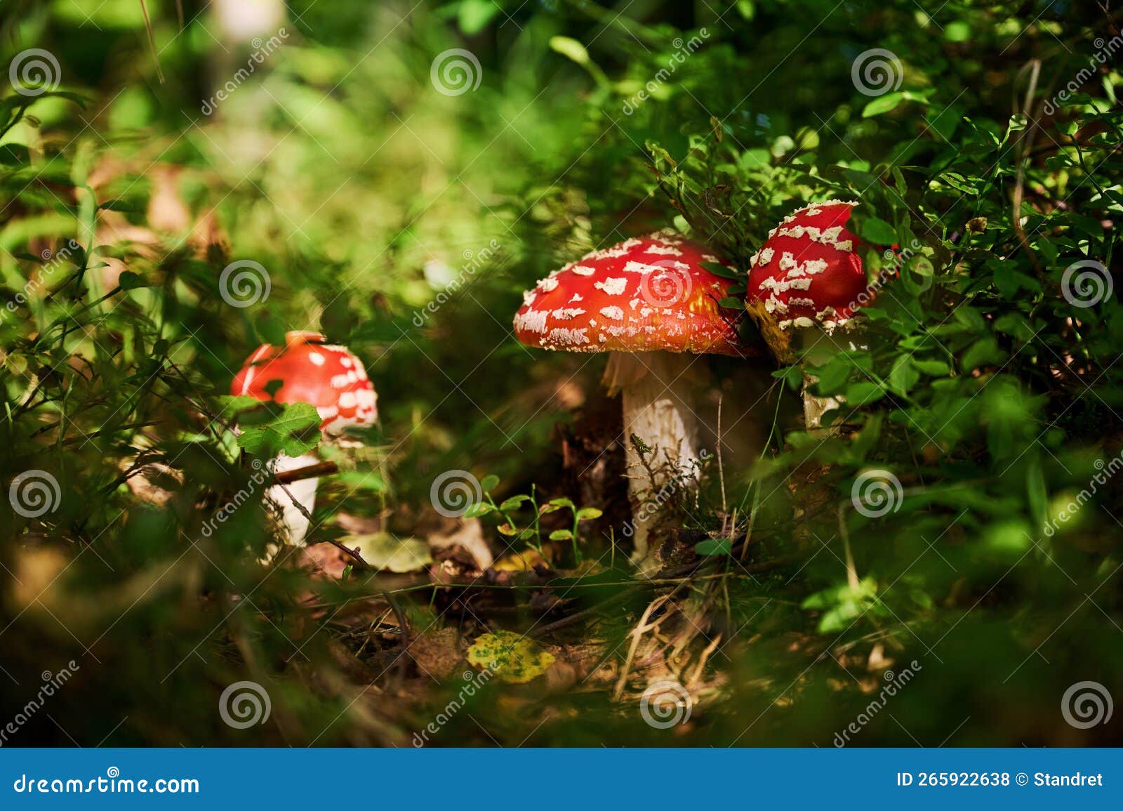 Three Fly Agaric Mushrooms is on the Ground in the Forest Stock Photo ...