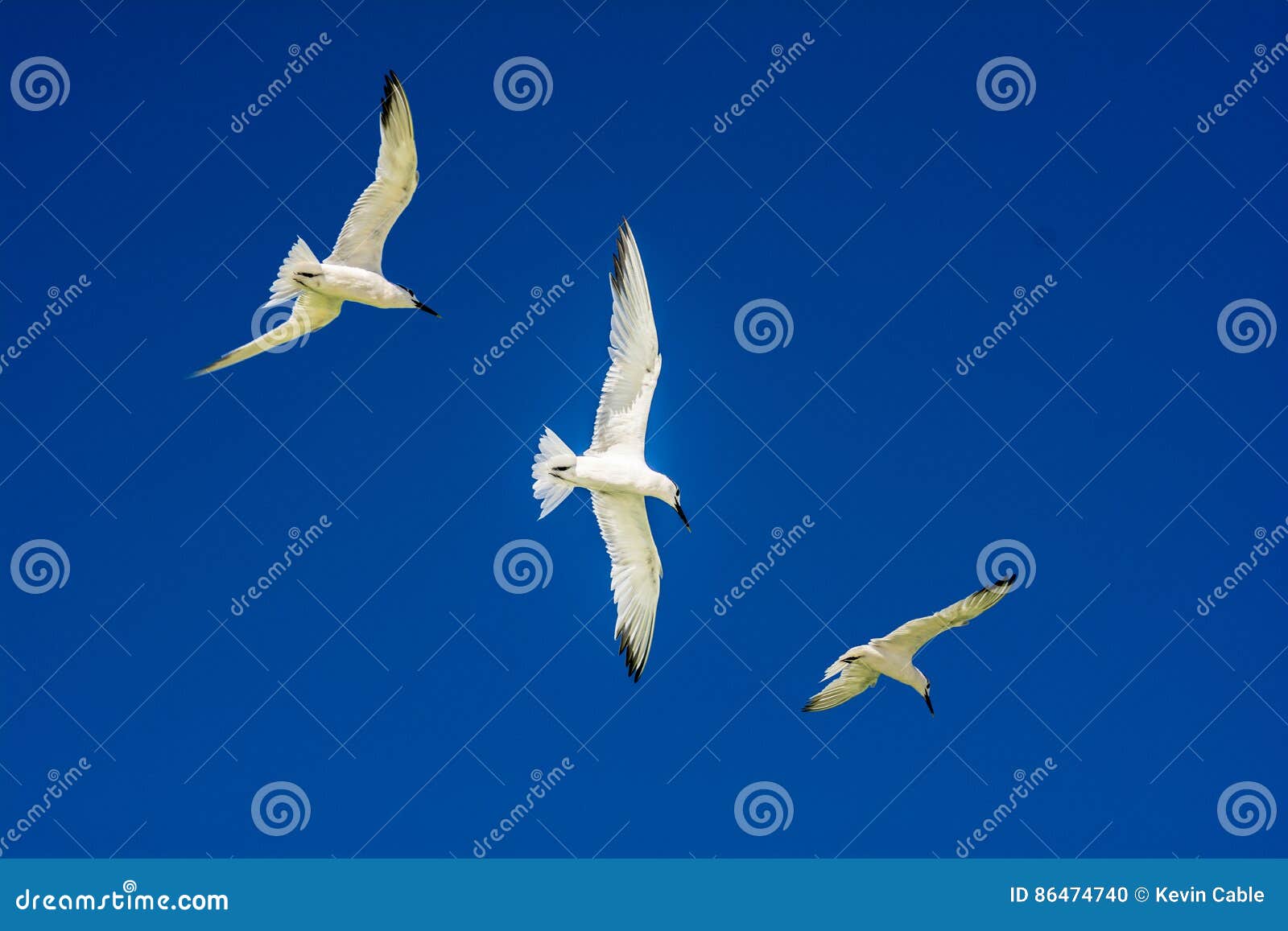 Three Bat Flying On Wood Background Stock Photo | CartoonDealer.com ...