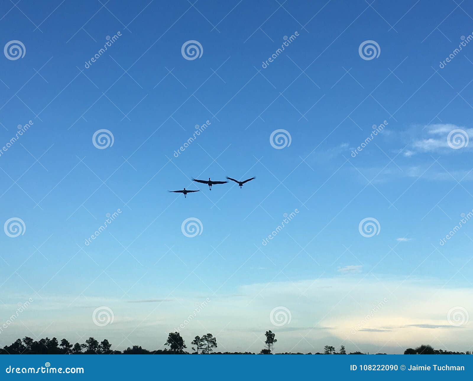 Three Flying birds stock photo. Image of animal, migration - 108222090