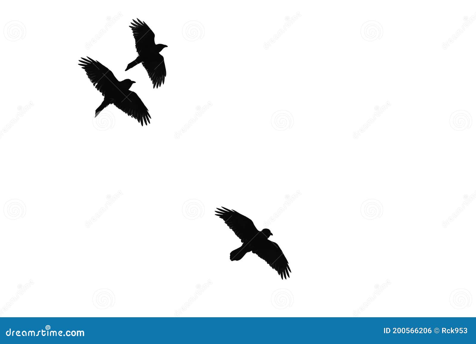 Three Flying Common Ravens Silhouetted on a White Background Stock ...