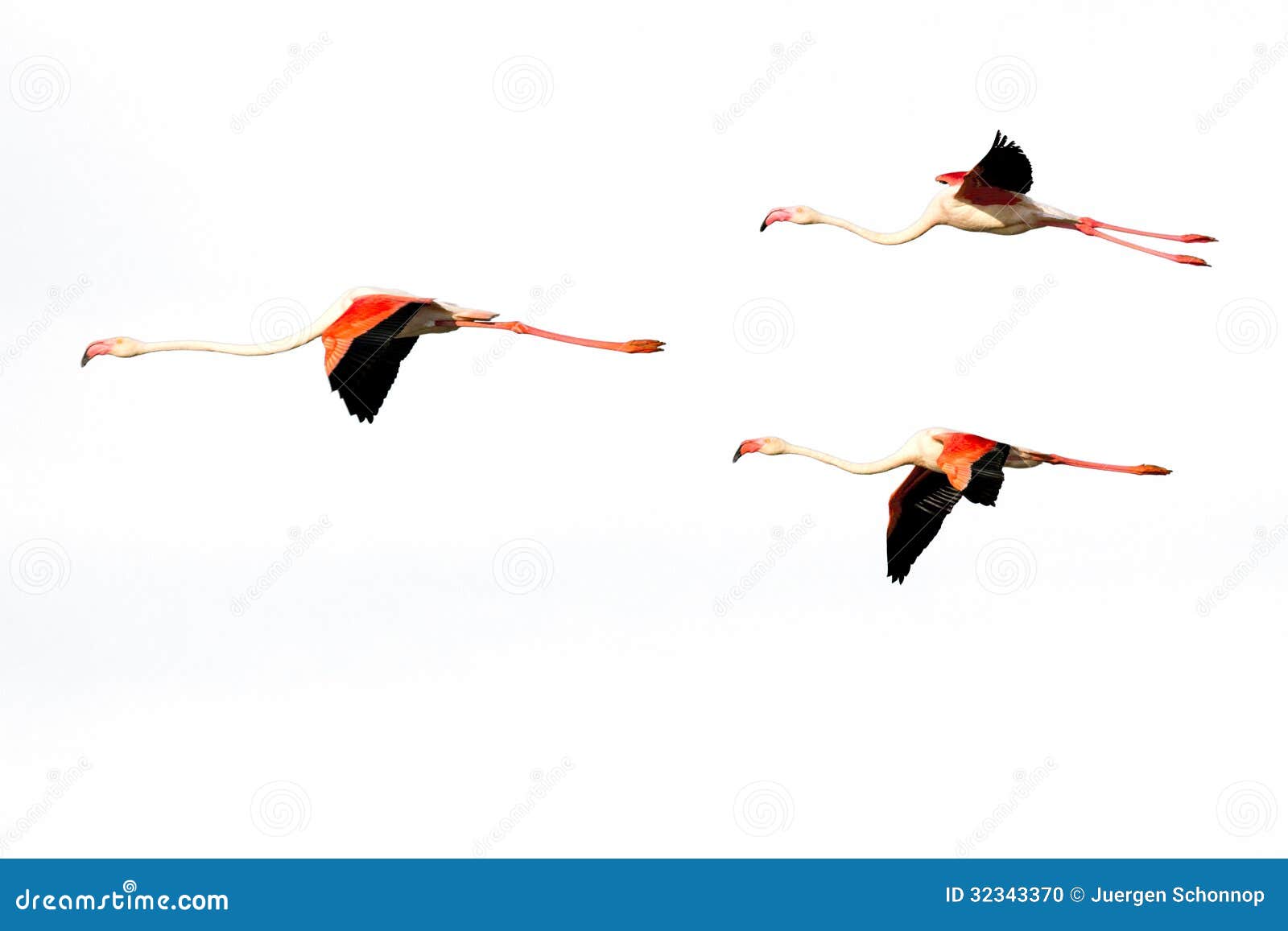 Flying Flamingo Drawing
