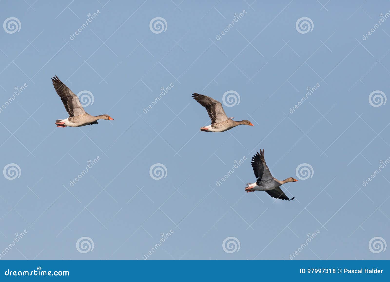 Three Flying Grey Geese Anser Anser Flying in Blue Sky Stock Photo ...