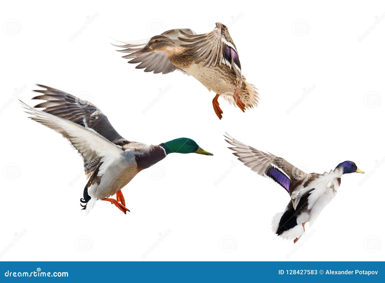 Three Flying Mallard Ducks Isolated on White Stock Image - Image of ...