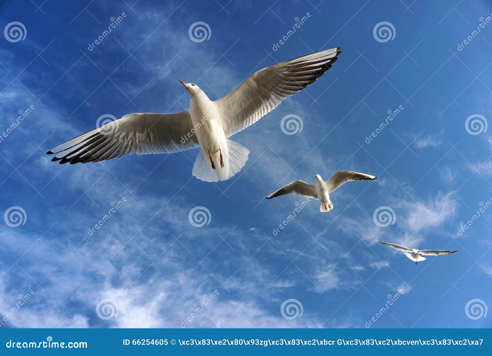 Three Flying Seagulls in the Air Stock Image - Image of three, fatih ...