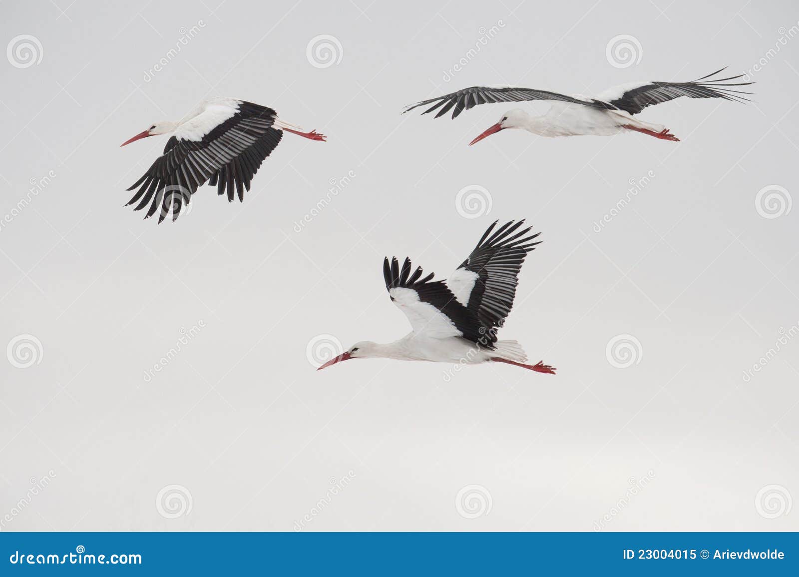 Three flying white storks stock image. Image of animal - 23004015