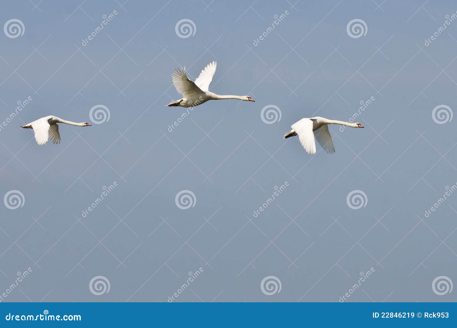 Three Flying White Swans stock image. Image of bill, wildlife - 22846219