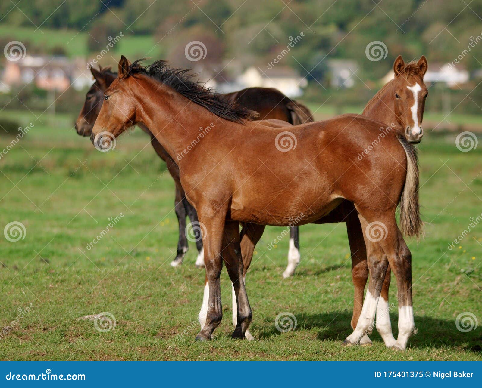 Three Foals stock image. Image of beautiful, field, pasture - 175401375