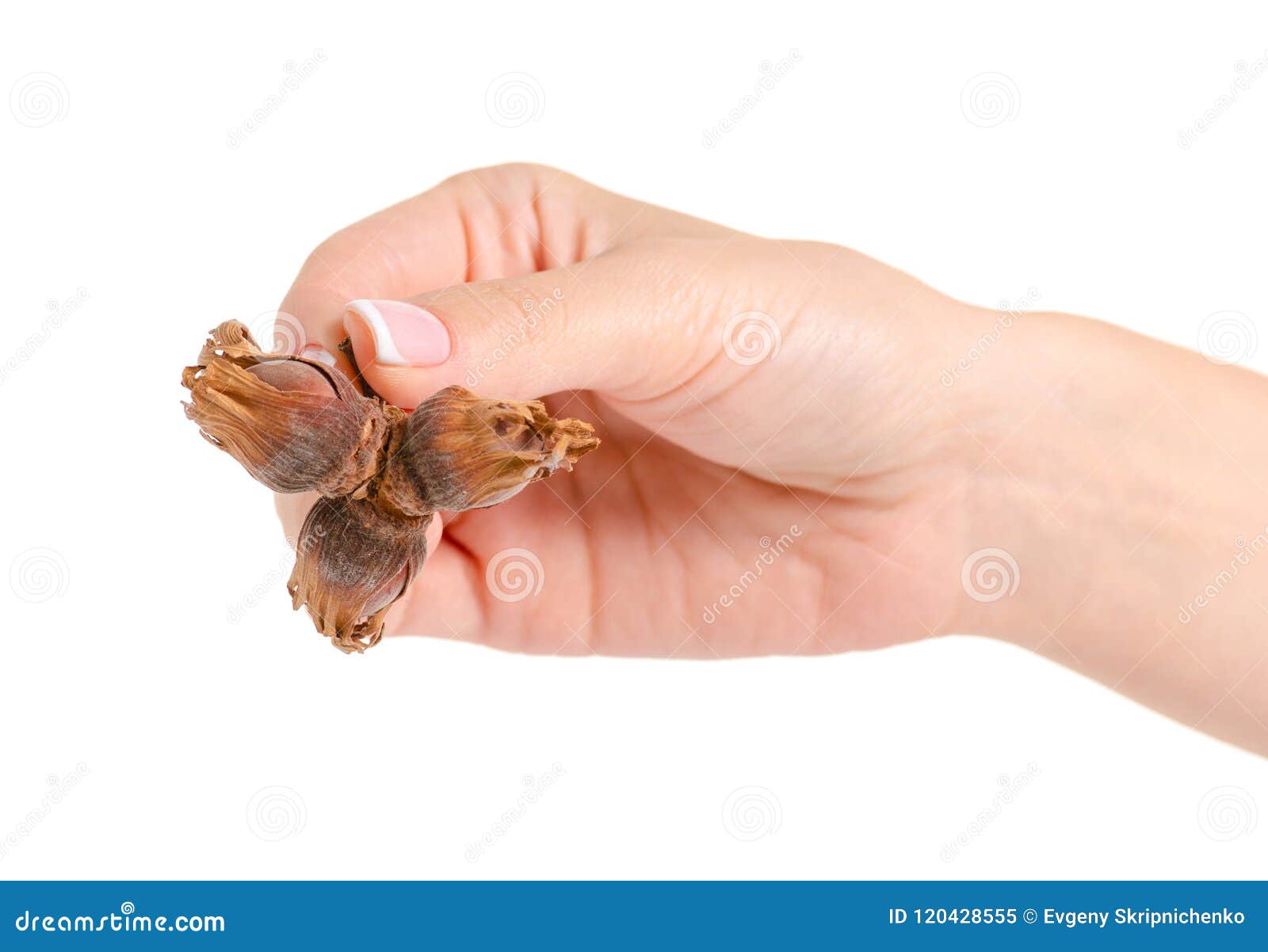 Three forest nuts in hand stock image. Image of food - 120428555