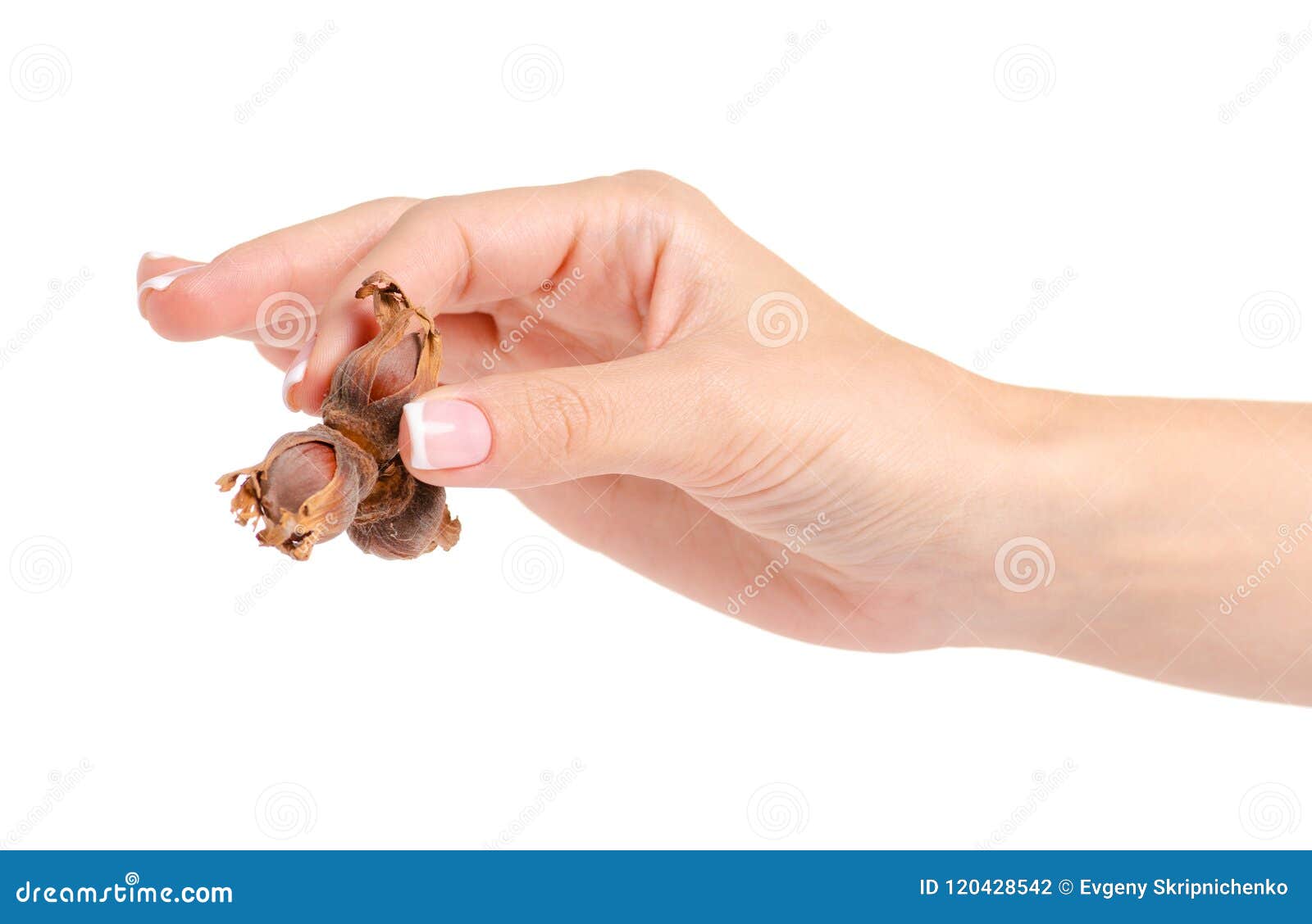 Three forest nuts in hand stock photo. Image of leaf - 120428542