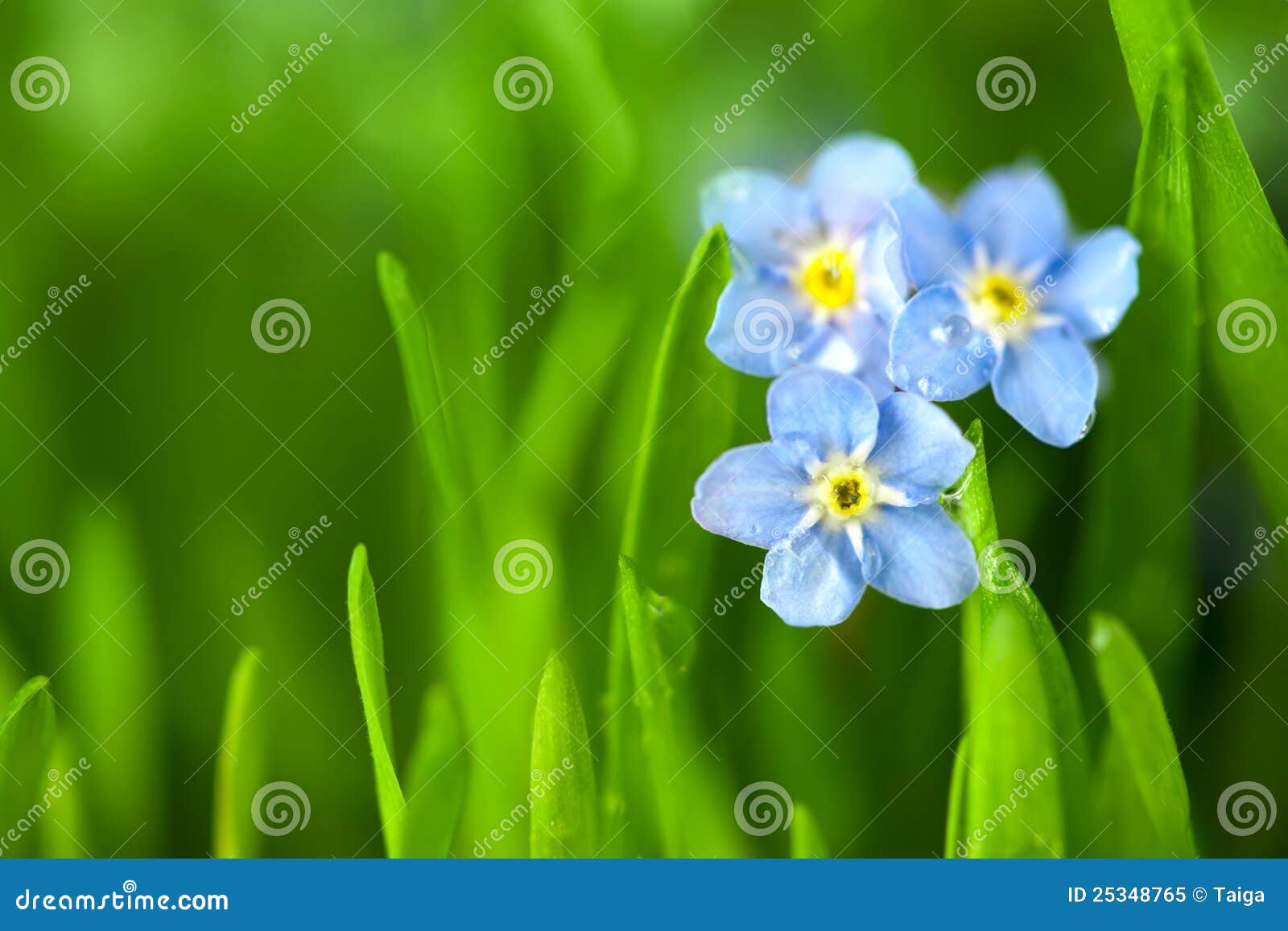 Forget Me Not Flowers And Water Drops On Blue Background Royalty-Free ...