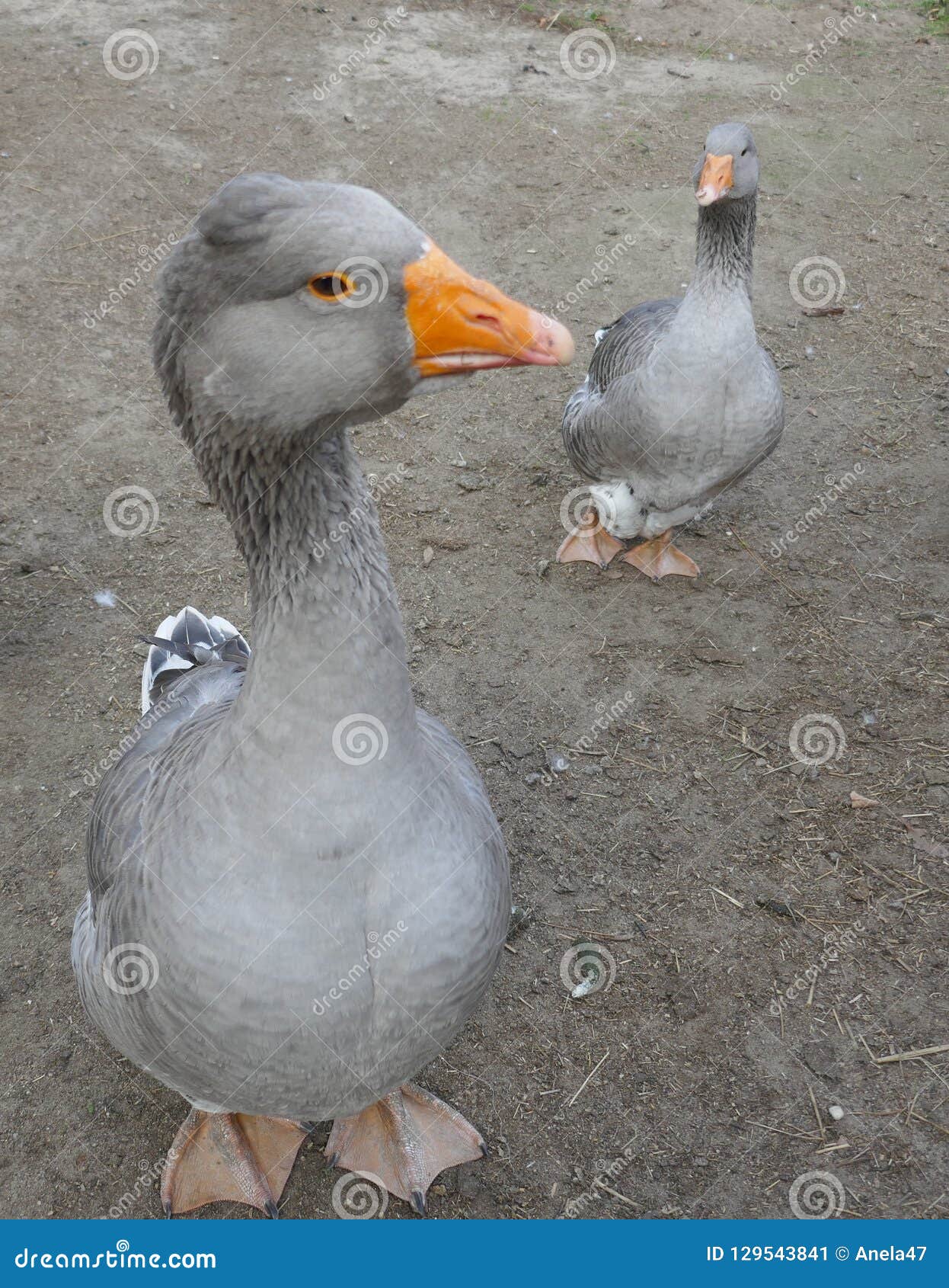 Three Free-range Curious, Gray Geese, Close-up Stock Image - Image of ...