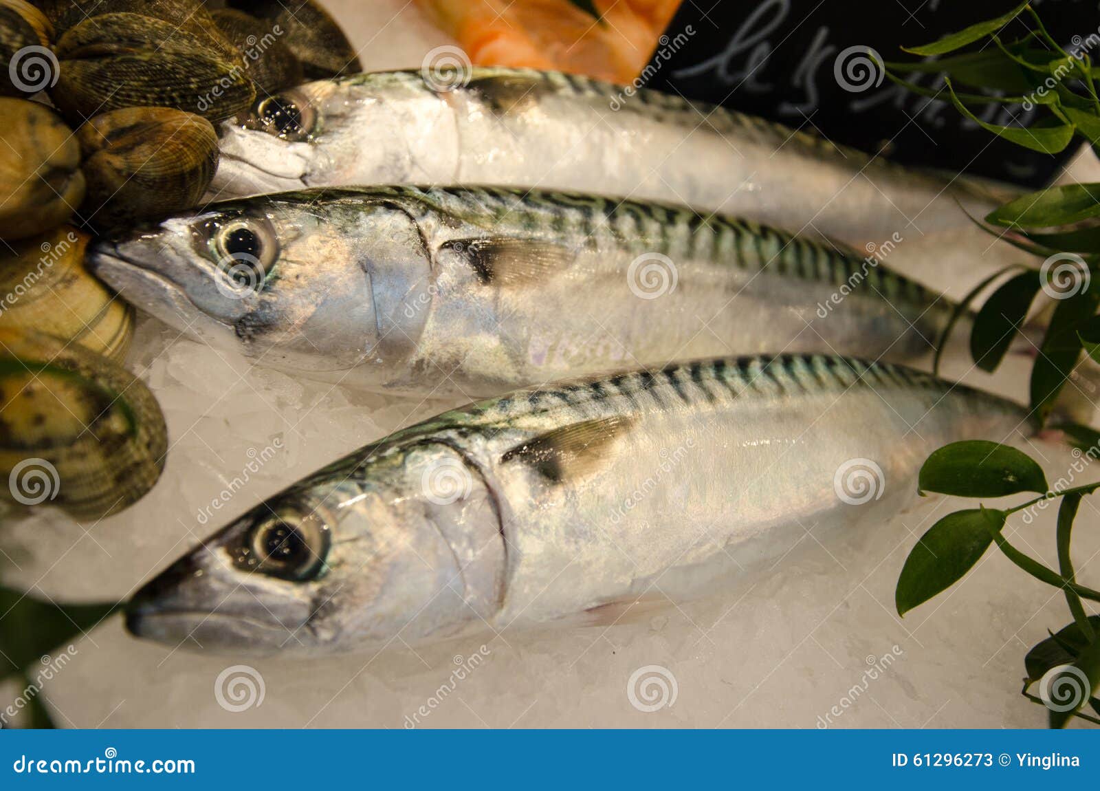 Three Fresh Beautiful Mackerel Stock Image - Image of fresh, meal: 61296273