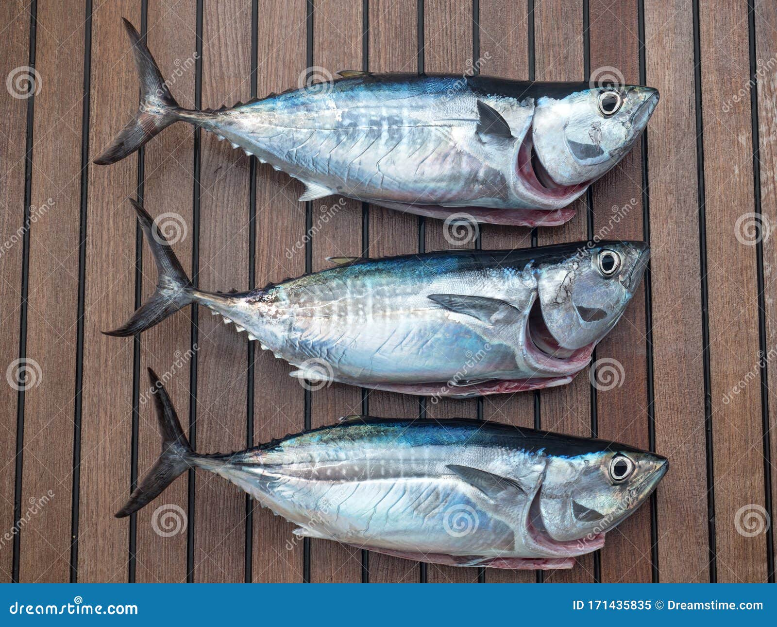 Little Tunny Tuna Fish Euthynnus Affinis On White Stock Photography ...