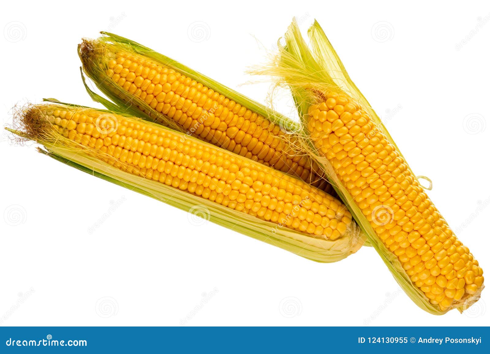 Three fresh cobs of corn stock image. Image of nutritious - 124130955