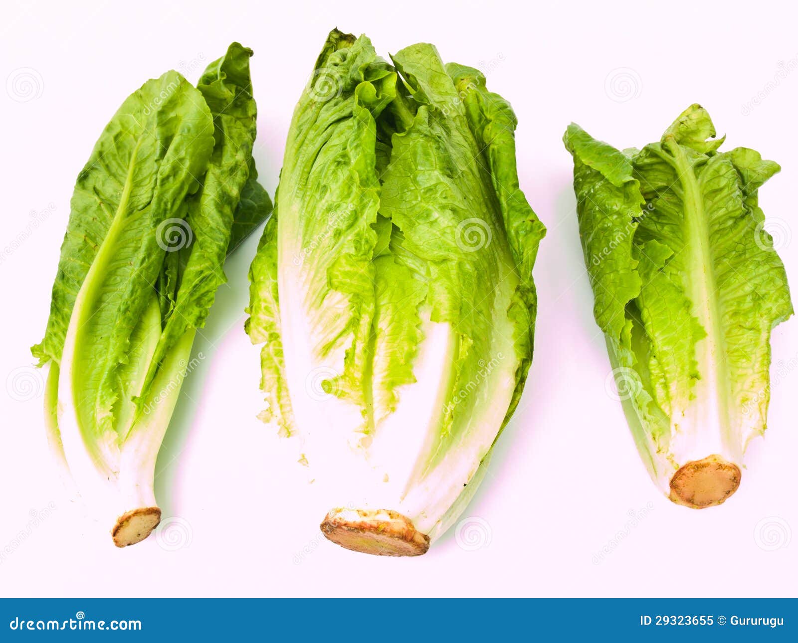 Three Fresh Cos Salad Isolated on White Stock Image - Image of light ...