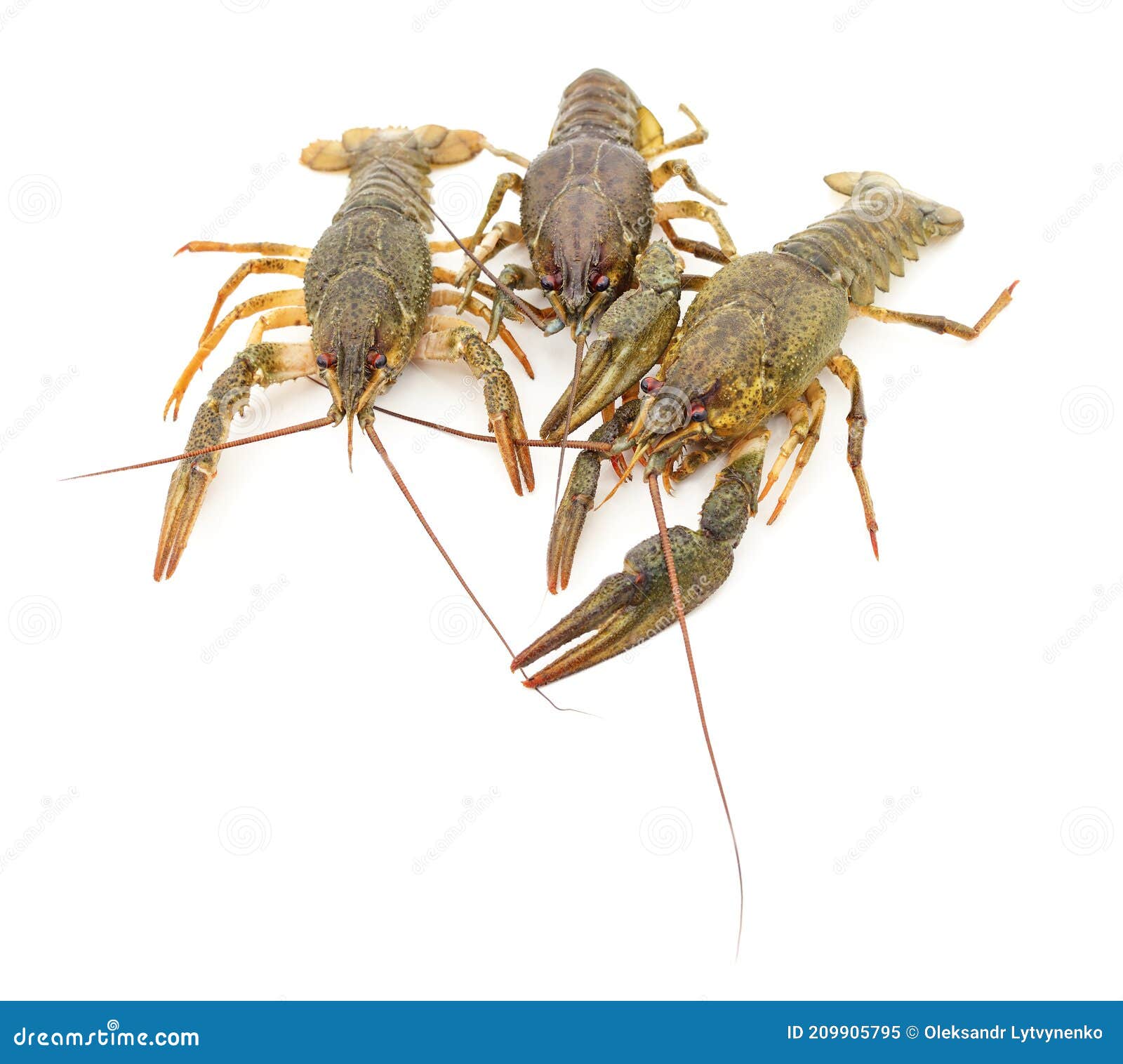 Three fresh crayfish stock image. Image of lunch, ingredient - 209905795