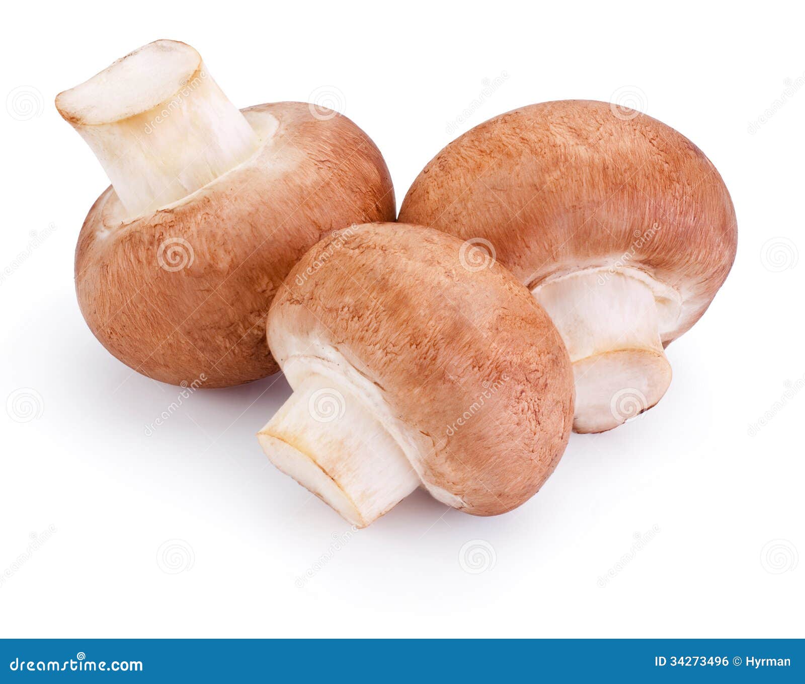 Field Mushroom Royalty-Free Stock Image | CartoonDealer.com #44221906