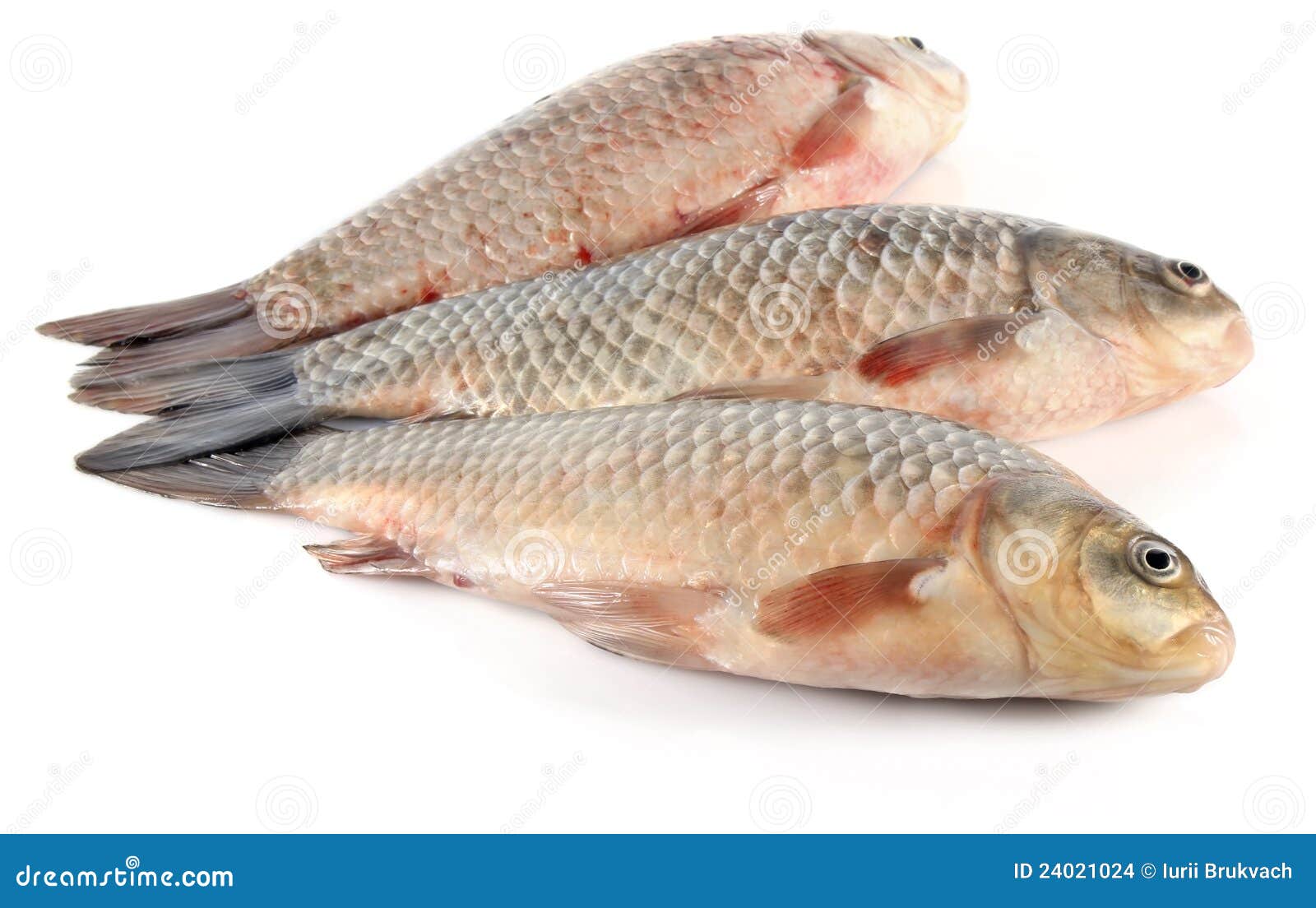 Three fresh fish stock photo. Image of meal, group, edible - 24021024