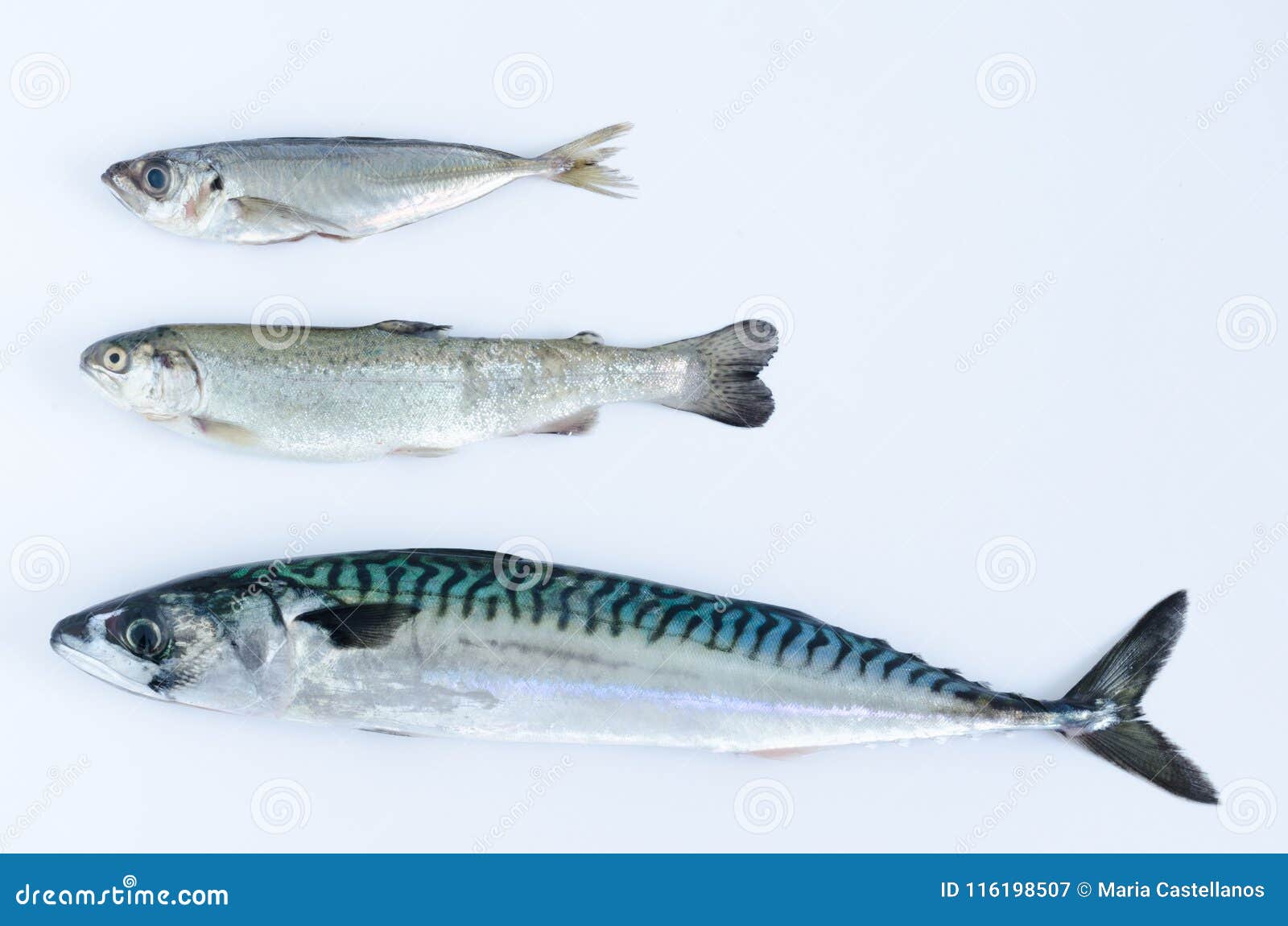 Three Fresh Fish on White Background. Top View. Flat Lay. Stock Image ...