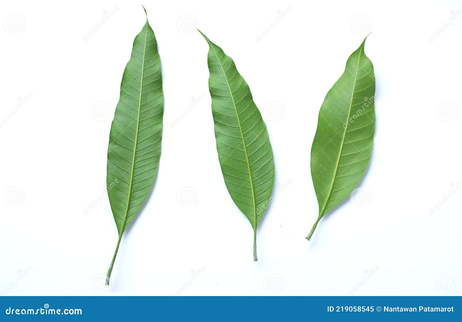 Three Fresh Green Mango Leaves,leaf Isolate on White Background ...