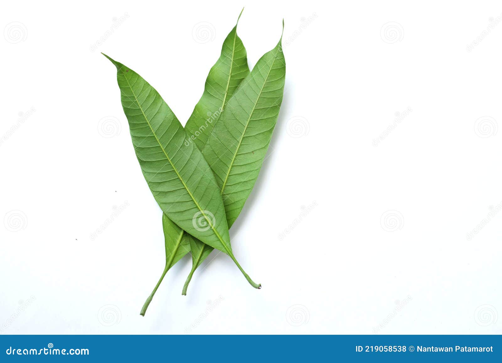 Three Fresh Green Mango Leaves,leaf Isolate on White Background ...