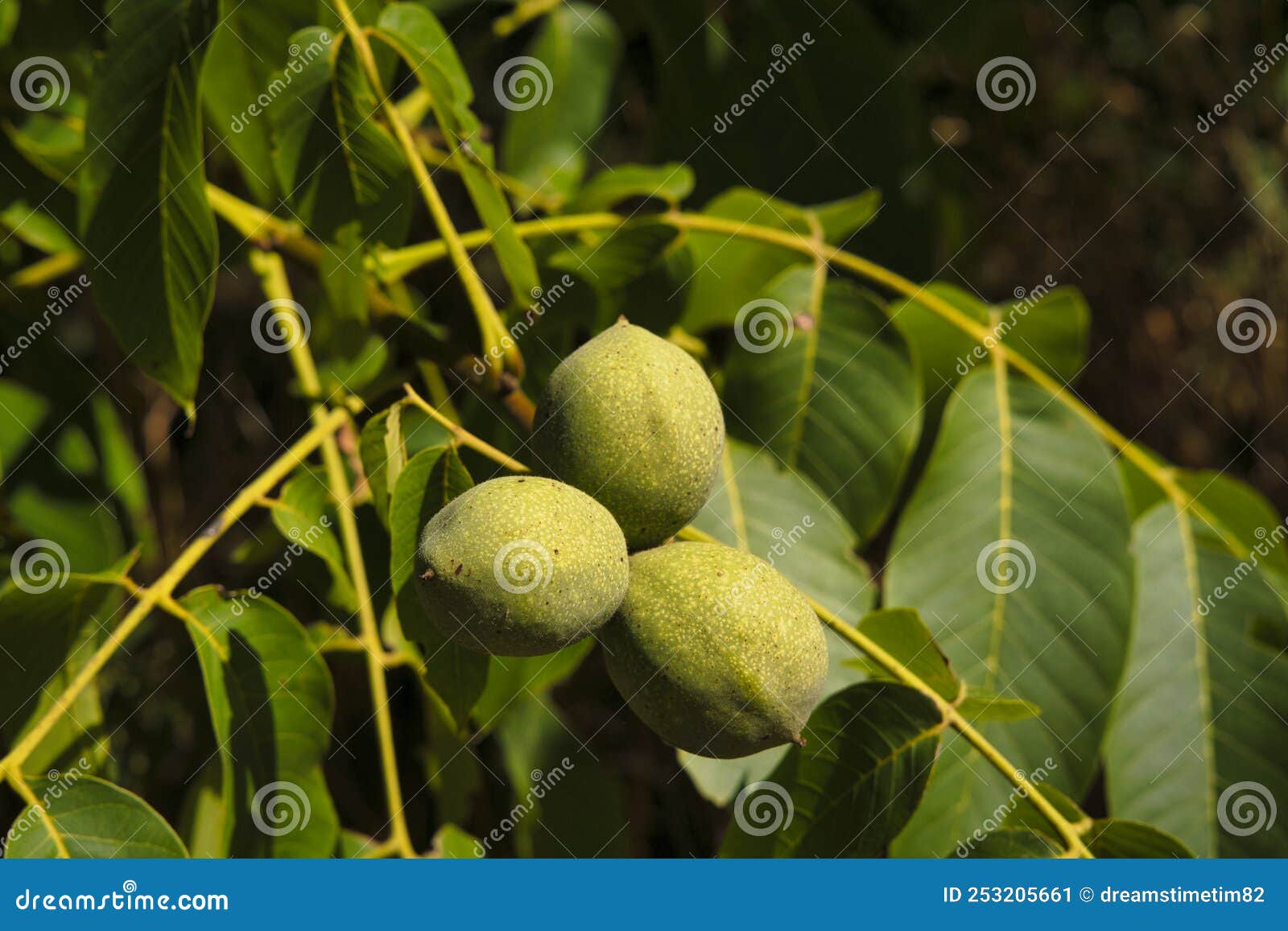 Three Fresh Green Walnuts Ripening on Their Walnut Tree Stock Image ...