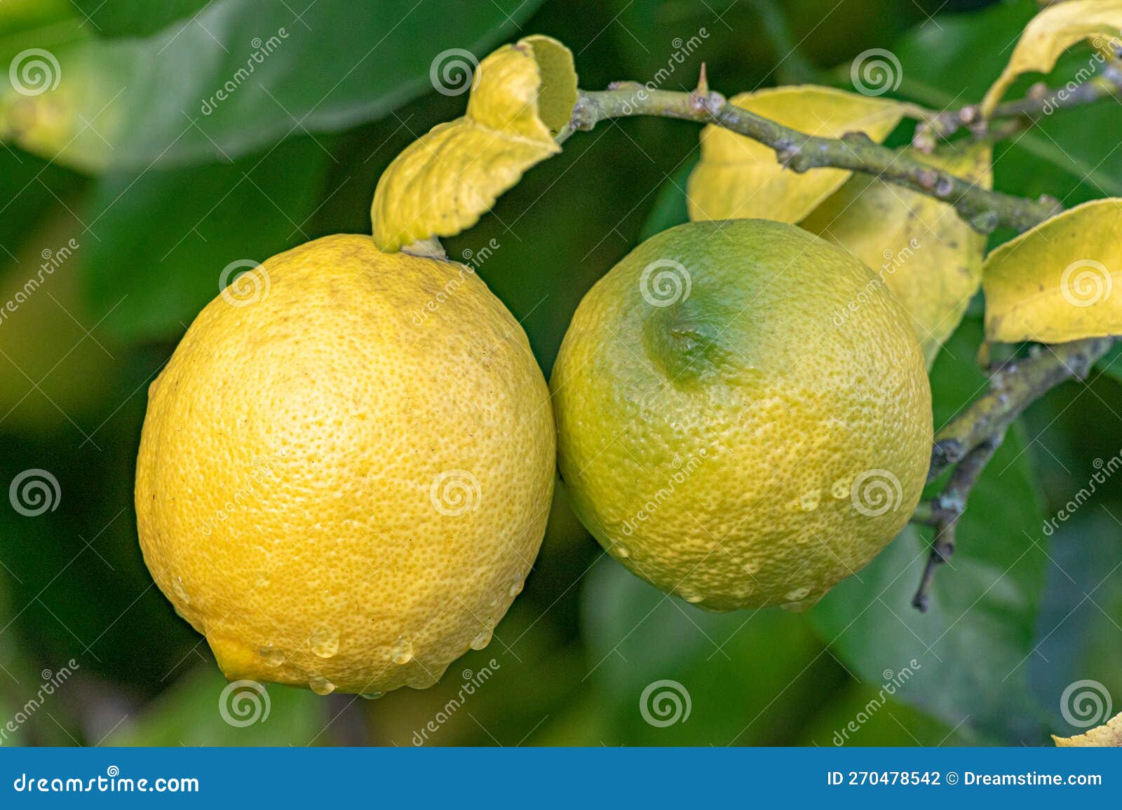 Two Fresh Lemons in a Lemon Tree Stock Photo - Image of botanical ...
