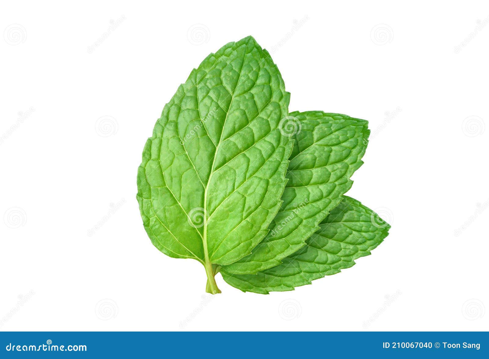 Three fresh Mint leaves stock photo. Image of nature - 210067040