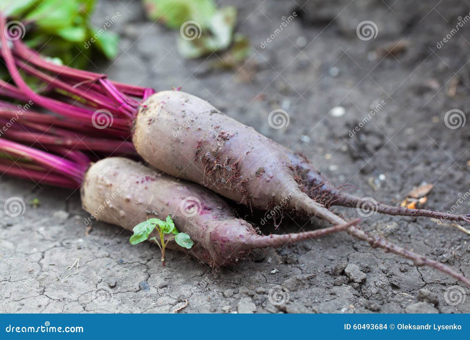 Three fresh organic beets stock photo. Image of gardening - 60493684
