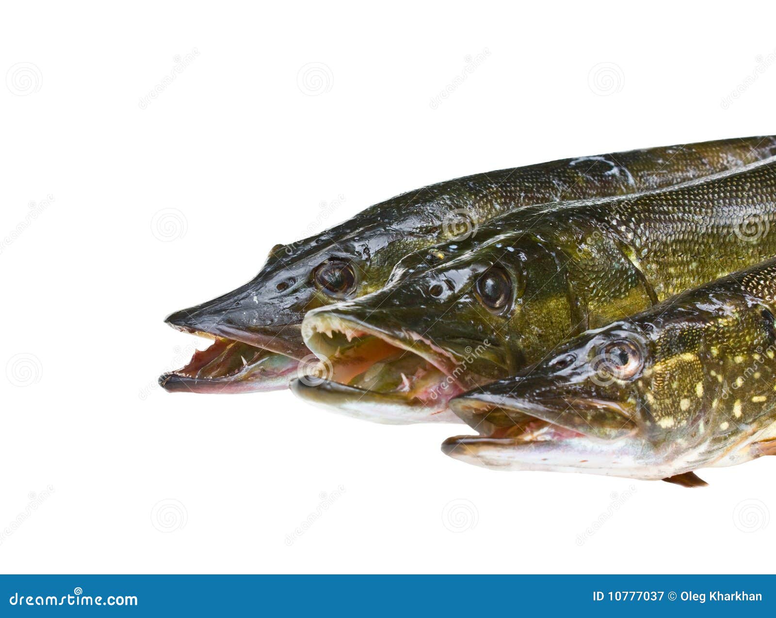 Three fresh pikes stock image. Image of macro, protein - 10777037