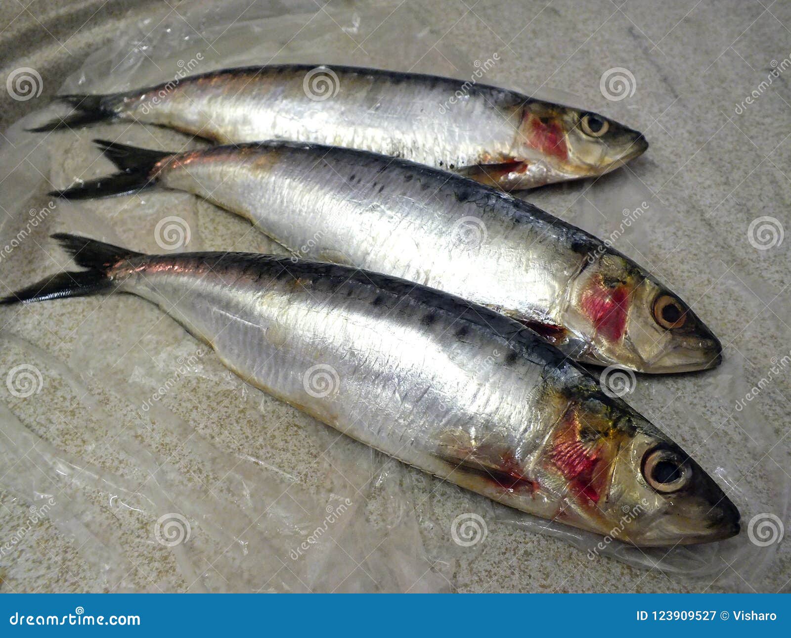 Fresh Whole Sardines stock image. Image of delicious - 123909527