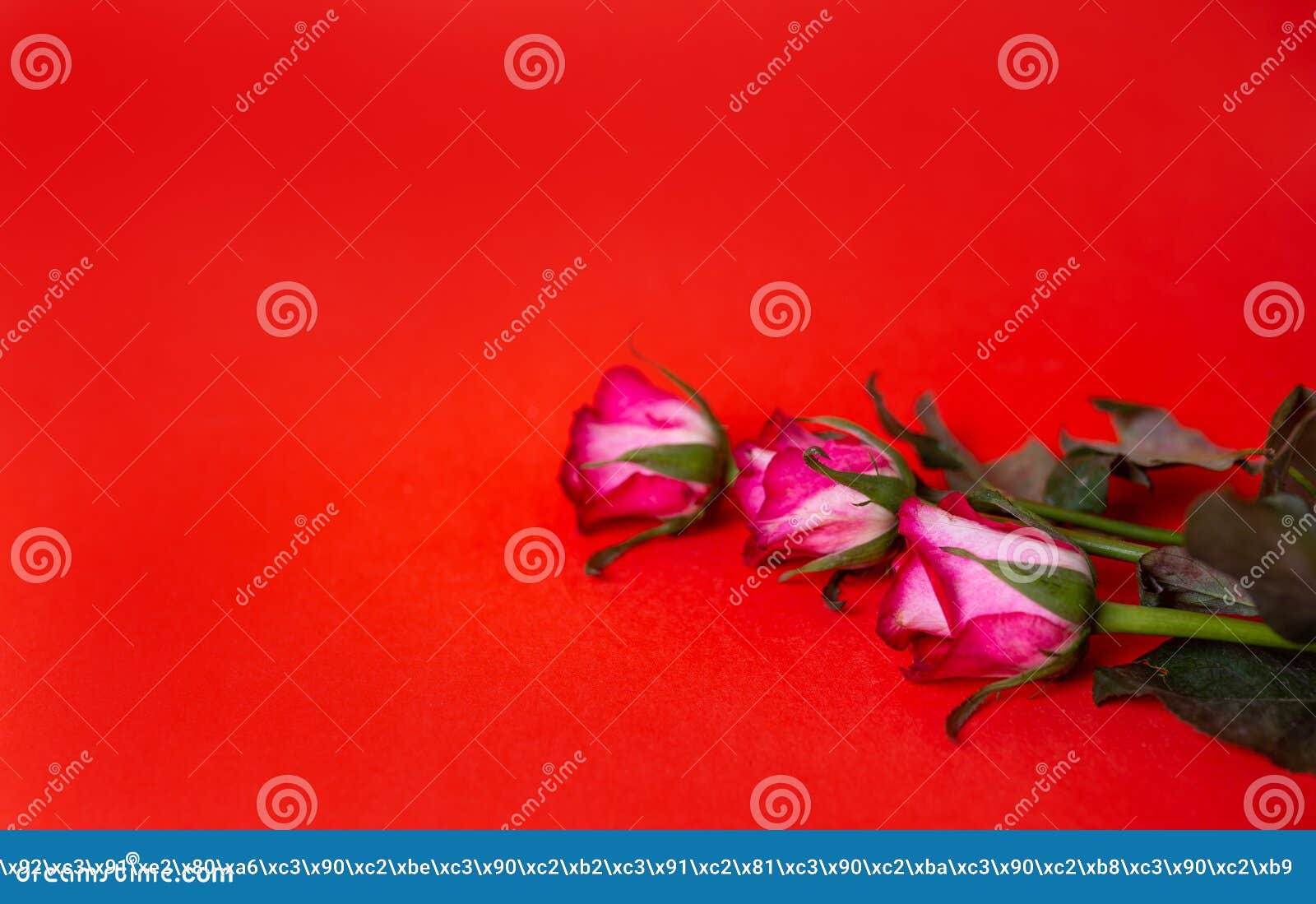 Three Fresh Pink Roses Over Red Background Stock Photo - Image of head ...
