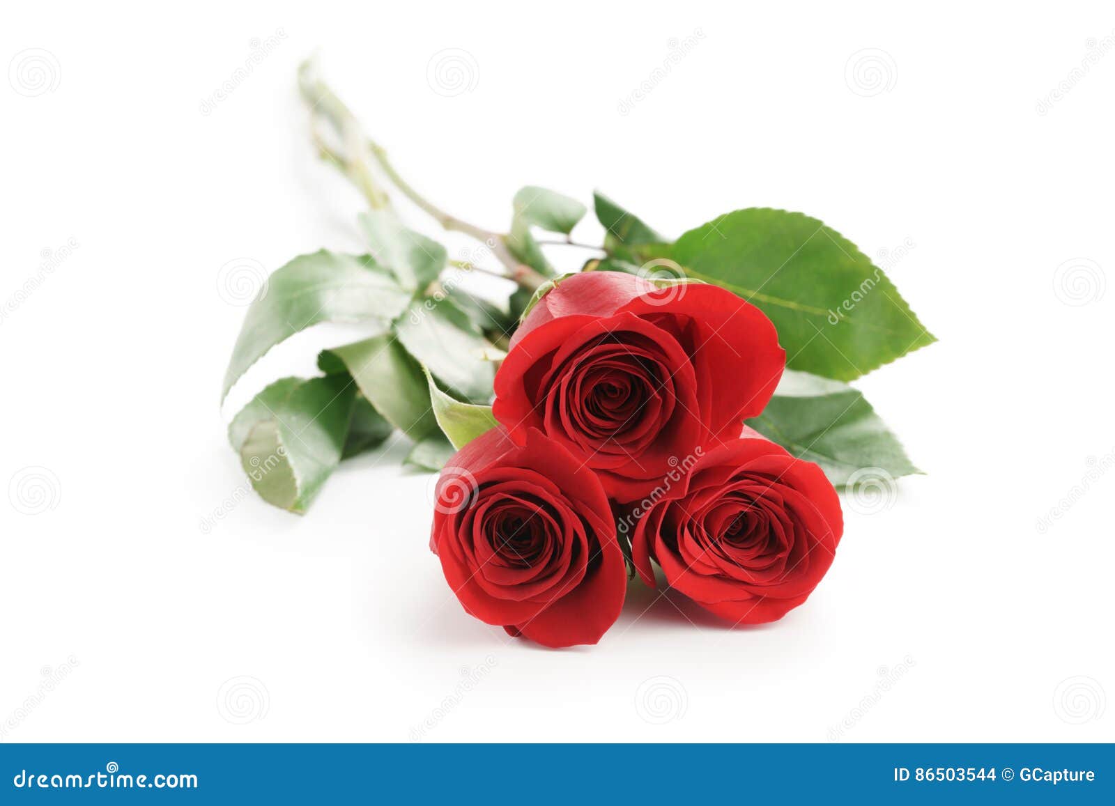 Three Fresh Red Roses Isolated on White Stock Photo - Image of roses ...