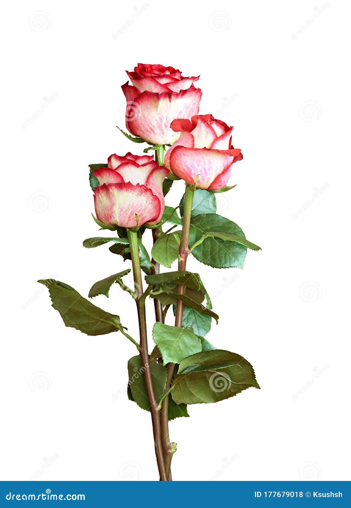 Three fresh rose flowers stock photo. Image of detail - 177679018