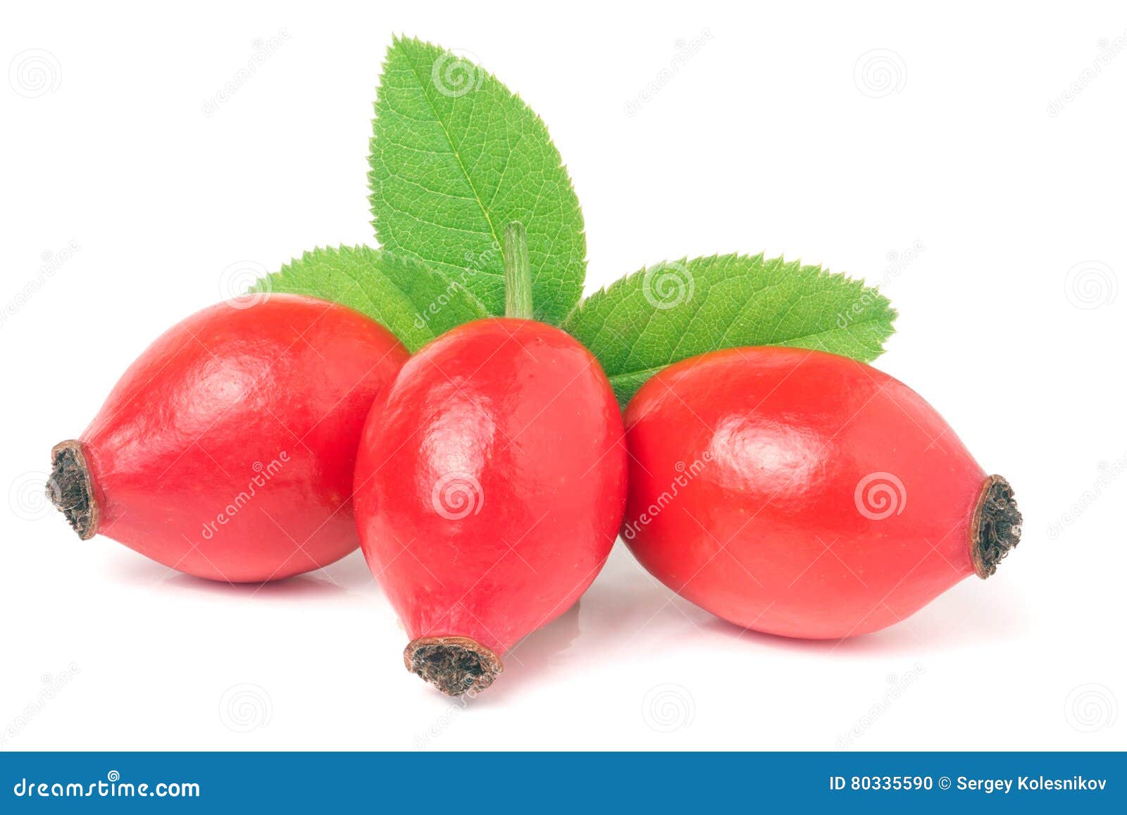 Three Fresh Rose Hip Berry with Leaves Isolated on White Background ...