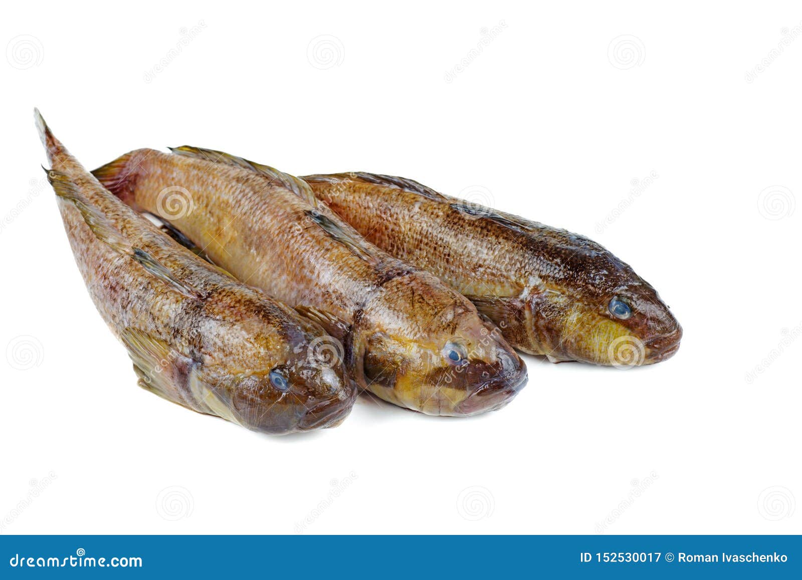 Three Fresh Round Goby Fishes Stock Image - Image of neogobius, fishes ...