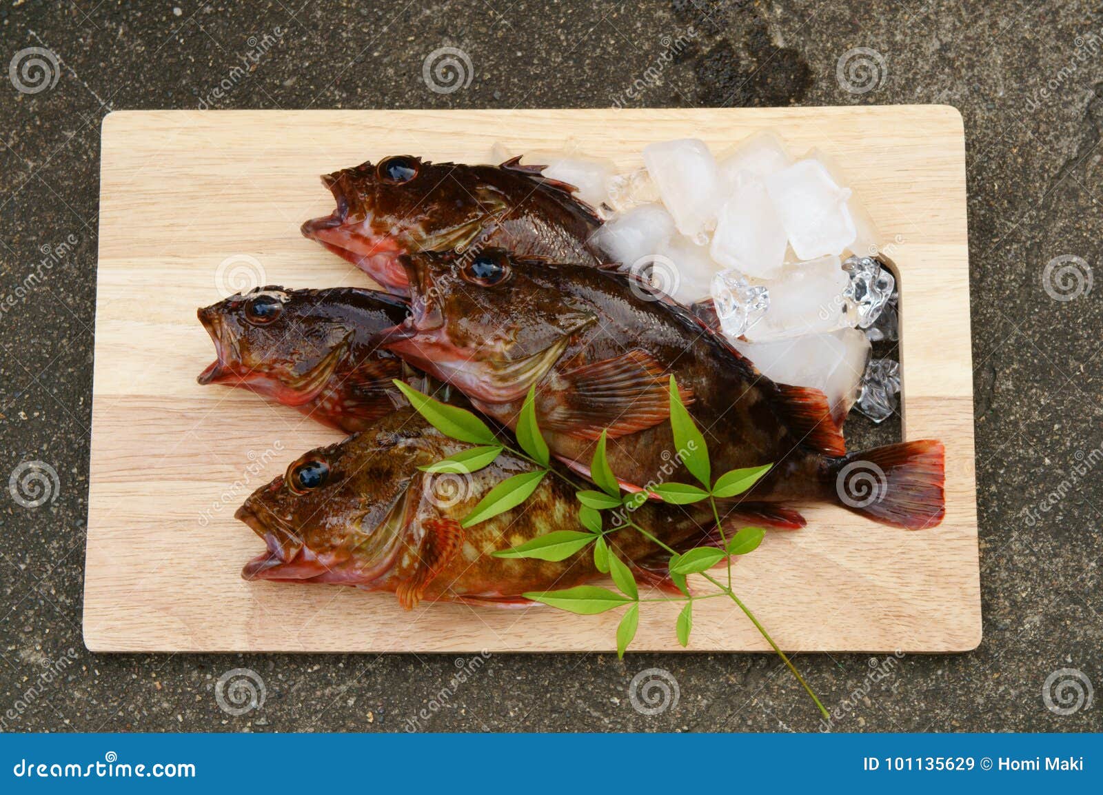 Three Fresh Scorpion Fish Kasago Stock Image - Image of scorpion ...