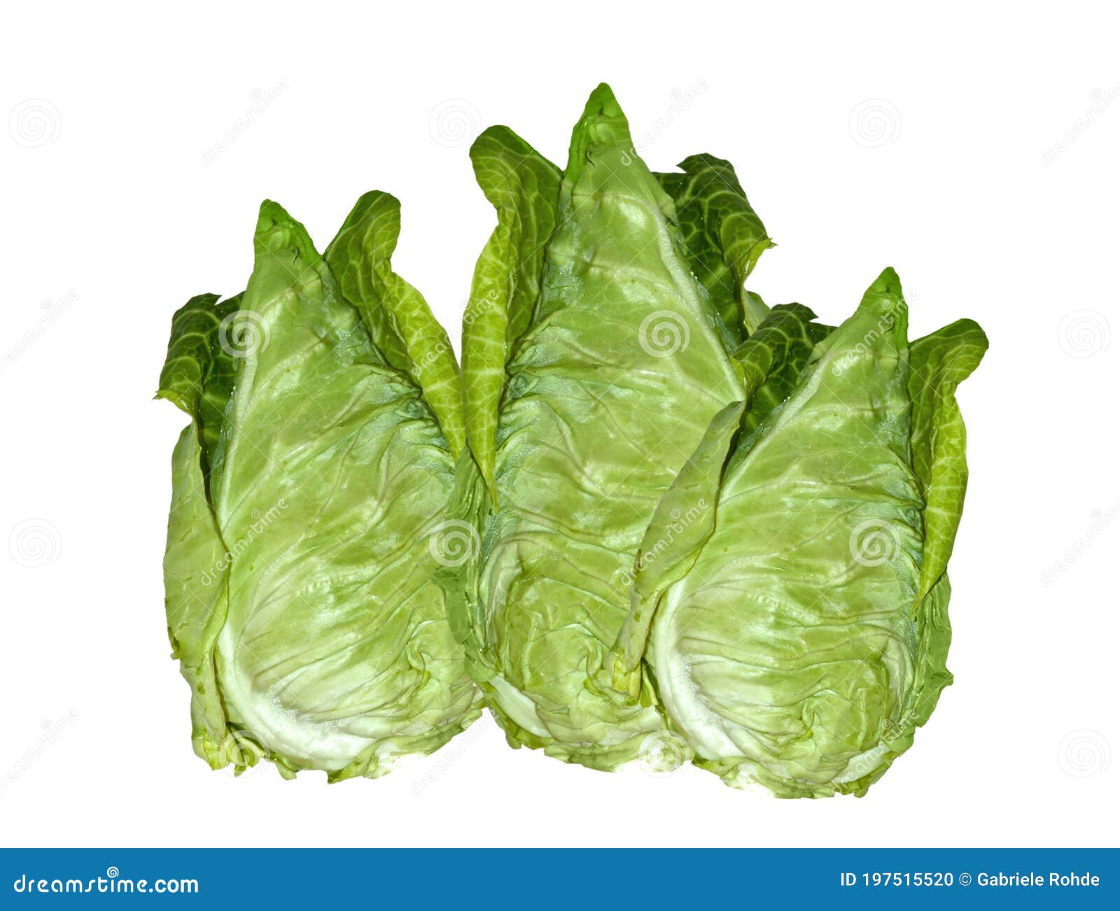 Fresh Green Pointed Cabbages on a White Background Stock Photo - Image ...