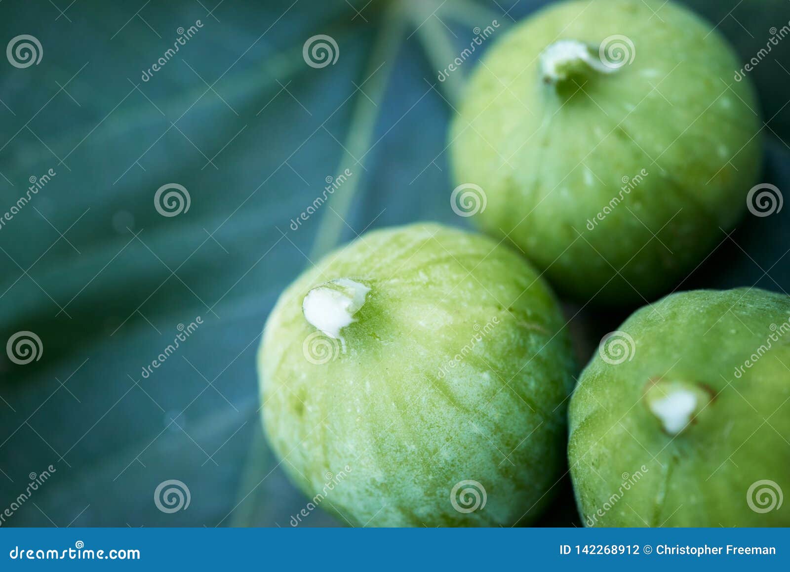 Three Figs on a Fig Leaf with White Sap on the Tips. Stock Photo ...