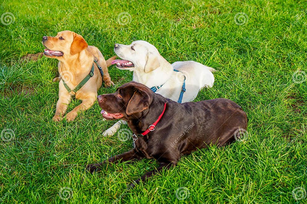 Three Friendly Labradors Lying on the Green Grass in a Park. Stock ...