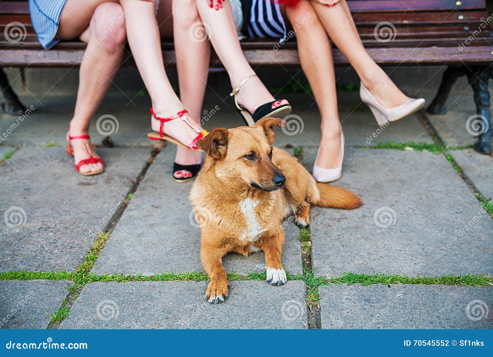 Three friends and a dog stock photo. Image of colorful - 70545552