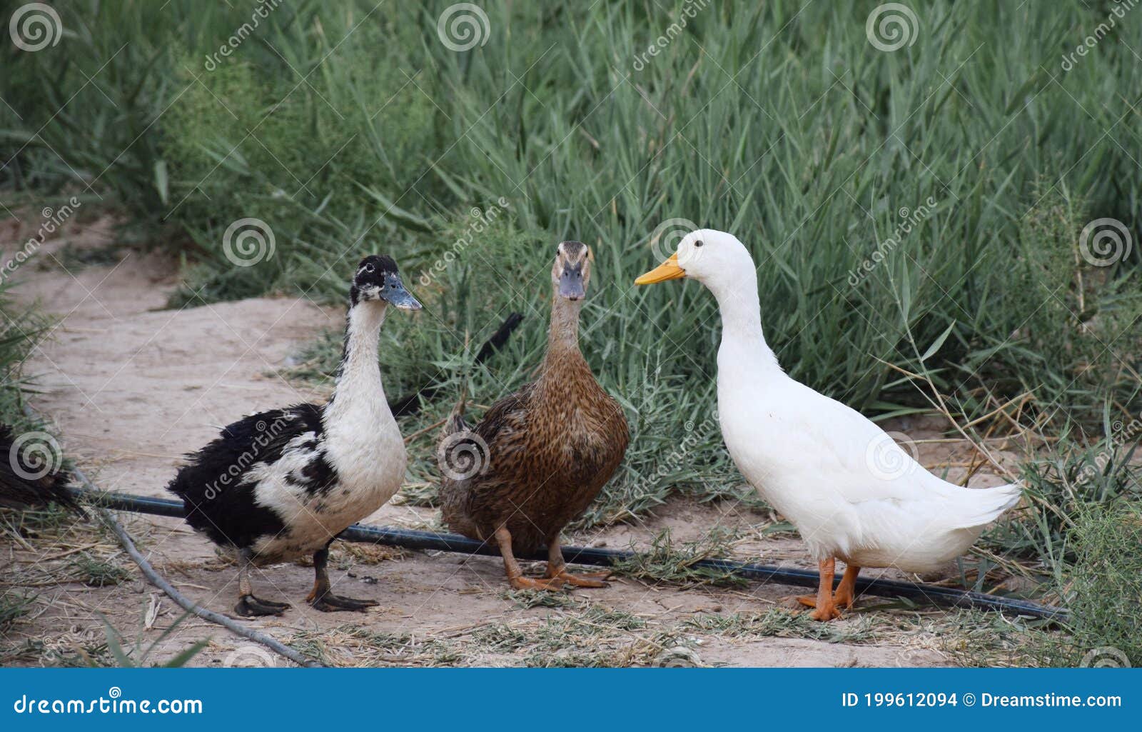 Three Friends Three Different Ducks Stock Photo - Image of ducks, duck ...