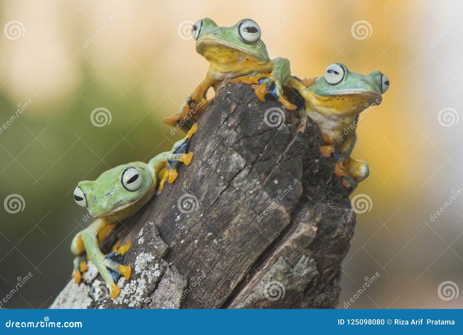 Three frog stock photo. Image of wood, ready, eyes, indonesia - 125098080