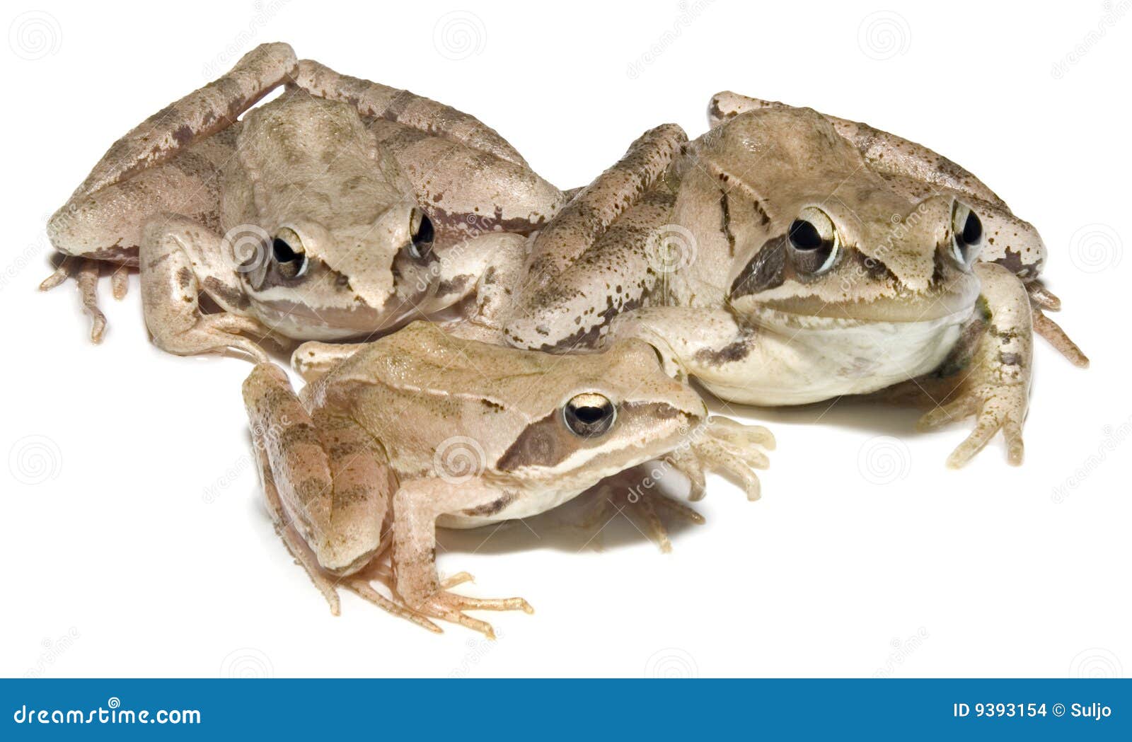 Three Frogs stock photo. Image of fauna, nature, moisture - 9393154