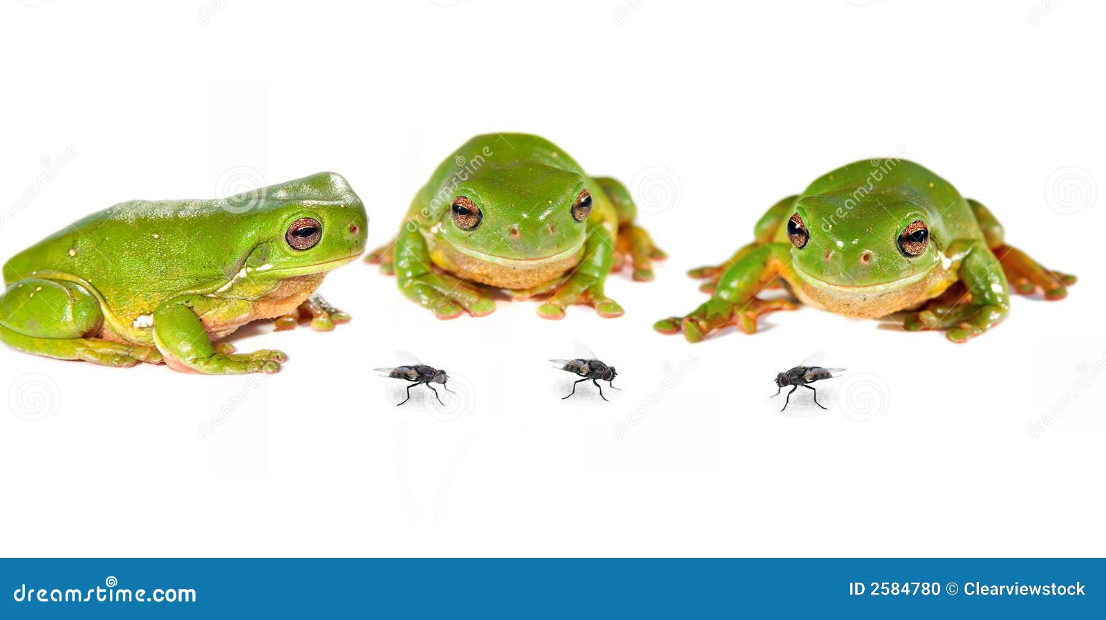 Three frogs and flies stock photo. Image of three, frogs - 2584780
