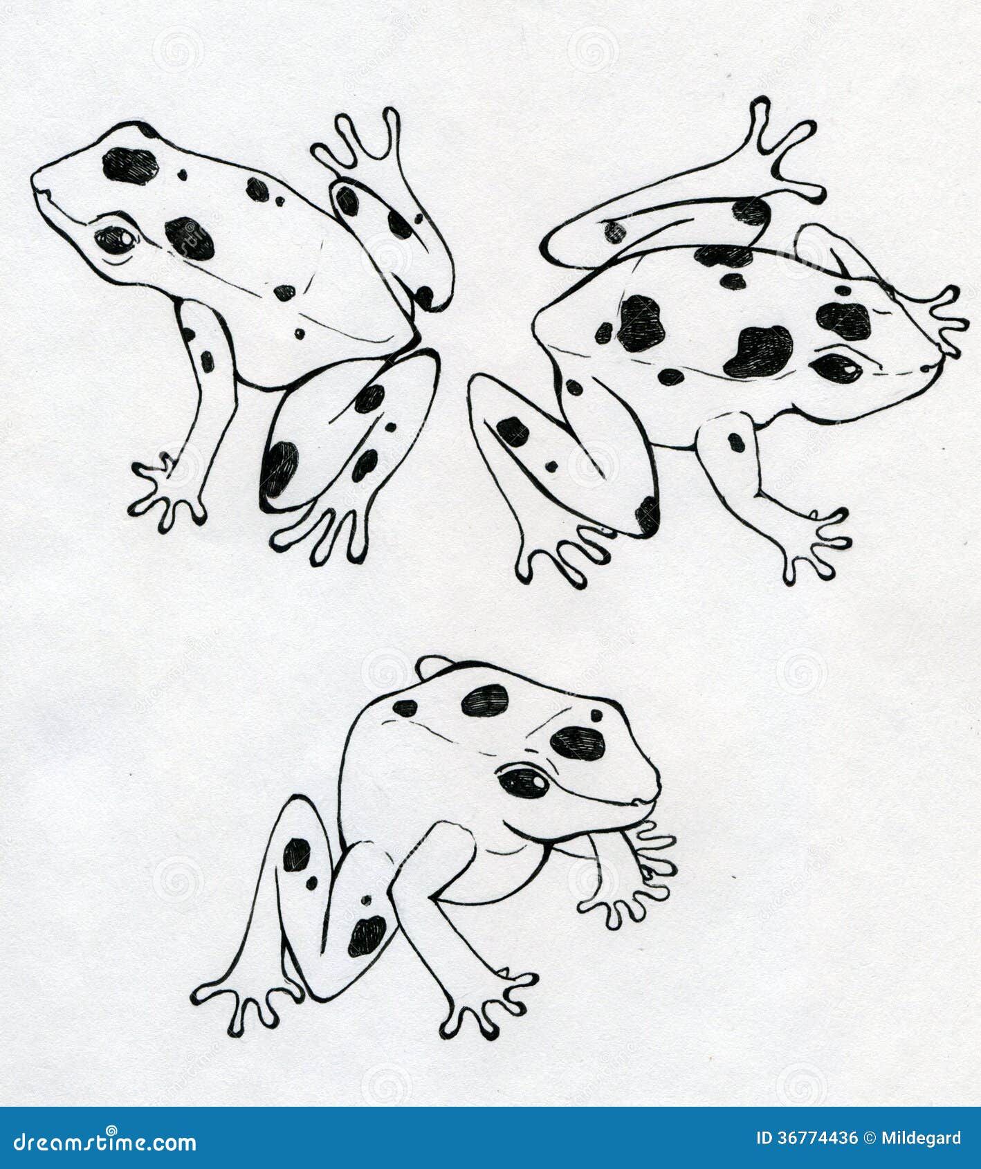Three frogs stock illustration. Illustration of artwork - 36774436