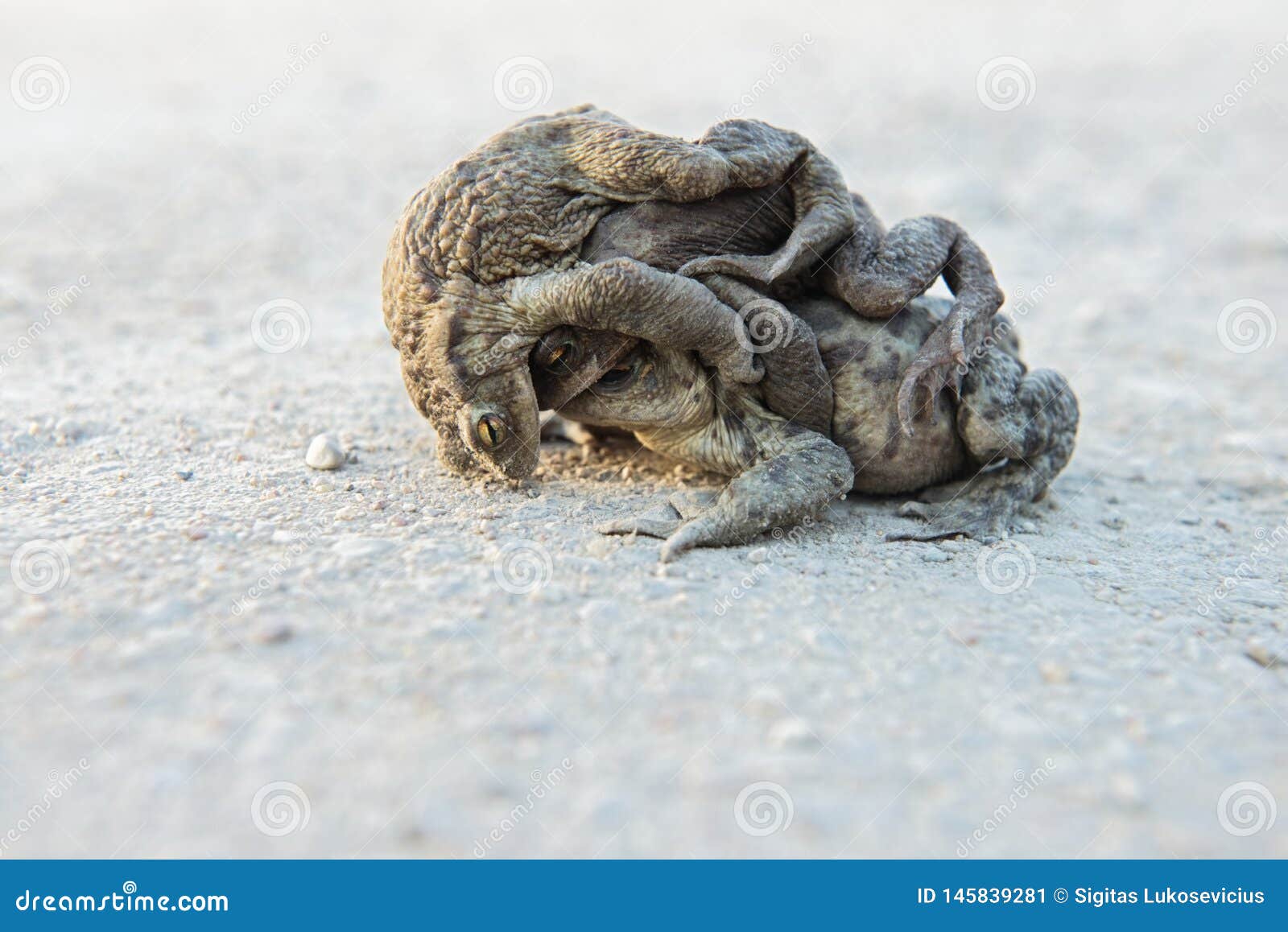 Three Frogs Mating on the Road Stock Image - Image of fauna, animal ...
